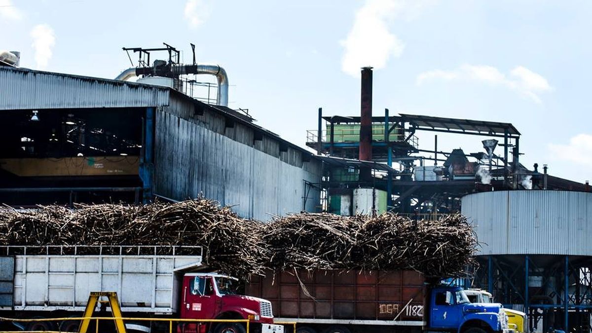 Califican de buena a la zafra azucarera de este año