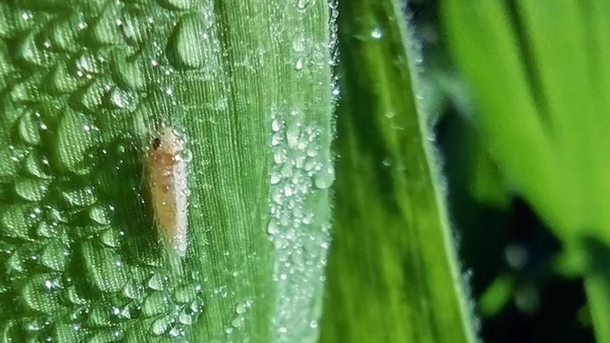 Chicharrita del Maíz: qué es y cómo afecta a las plantas