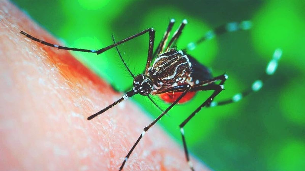 El mosquito común también puede transmitir el zika