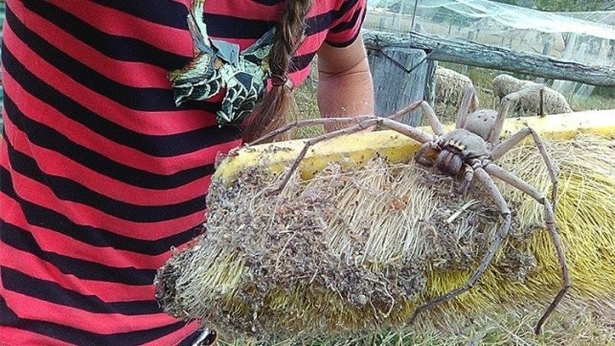 ¿Es esta la araña más aterradora del mundo? ¿Es esta la araña más aterradora del mundo?