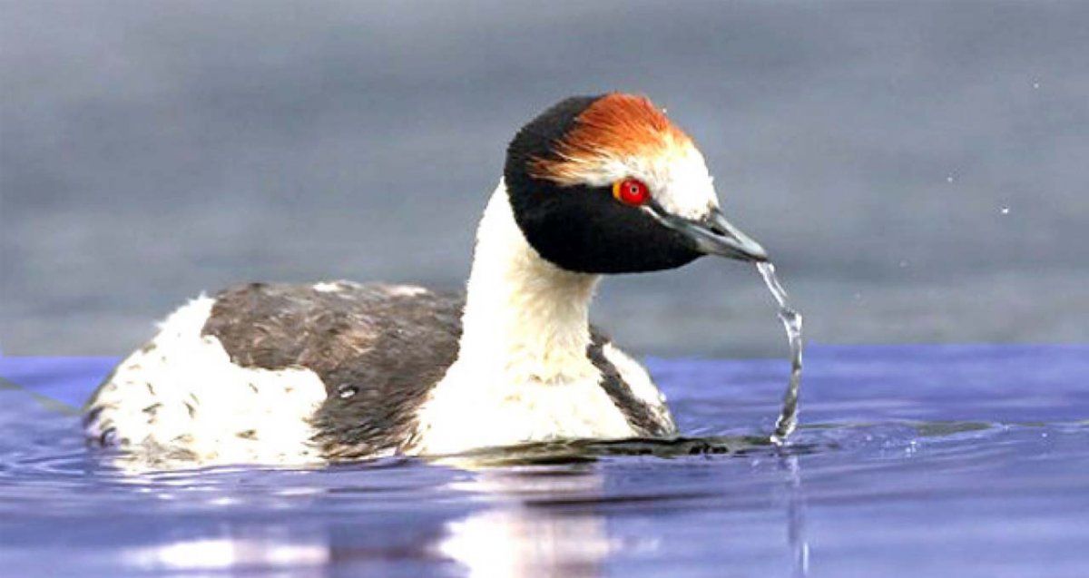 El Macá Tobiano es símbolo de la conservación de especies