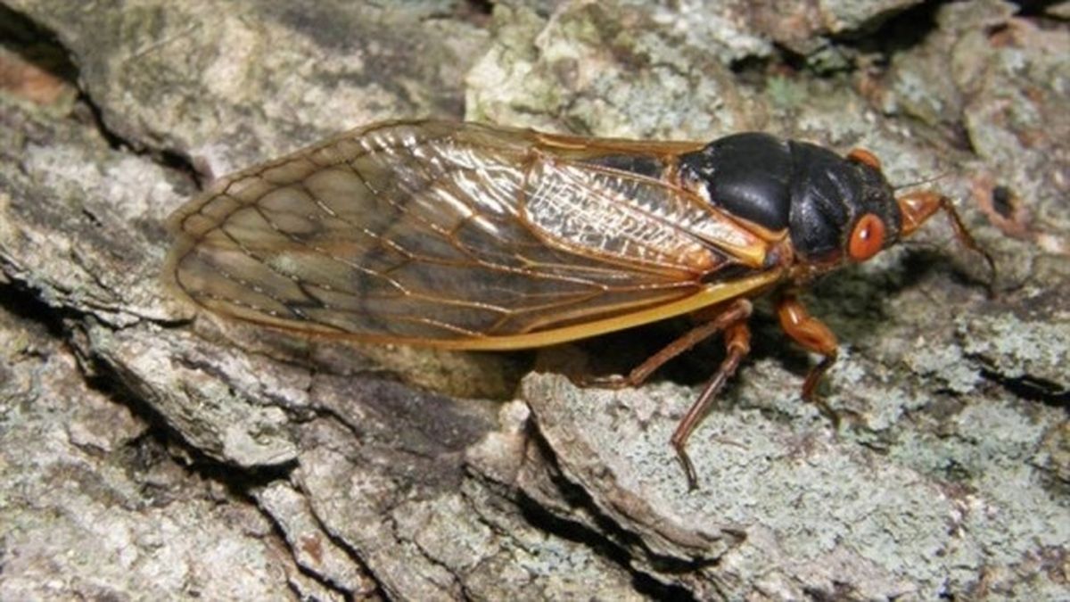 Por qué cantan los coyuyos en el verano