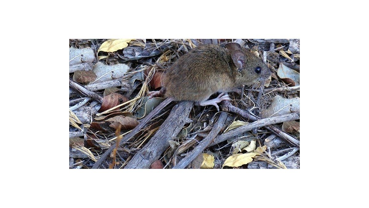 Qué es y cómo se contagia el virus Machupo