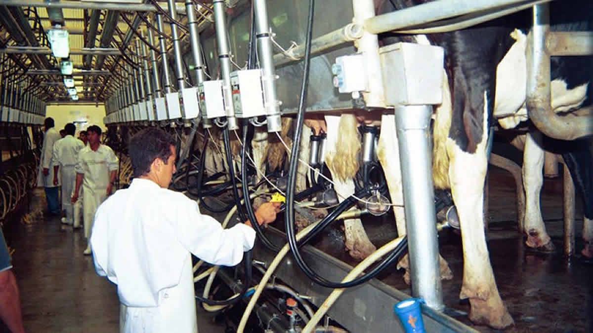 Industria láctea: crecen la producción primaria y las exportaciones