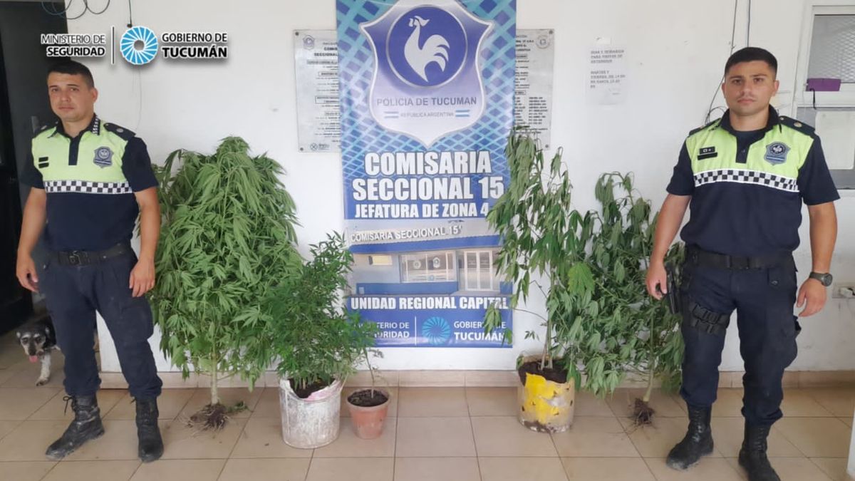 Secuestran Cinco Plantas De Marihuana