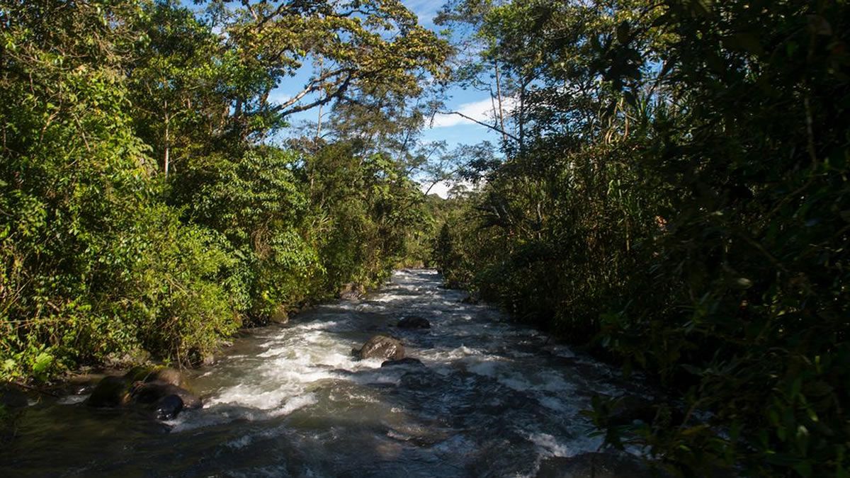 En Ecuador buscan proteger otras 65.000 hectáreas de bosques nativos