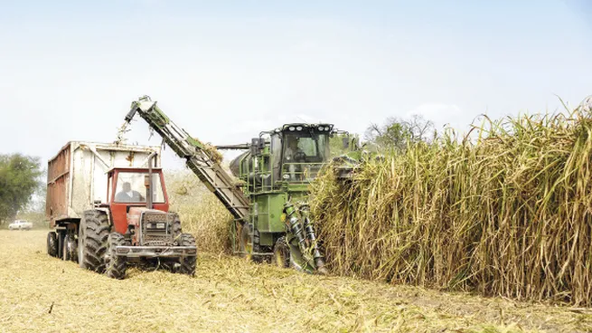 El sector azucarero espera conocer los alcances de las nuevas medidas