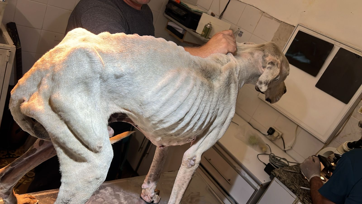 Lules: recuperaron dogo desnutrido y deshidratado