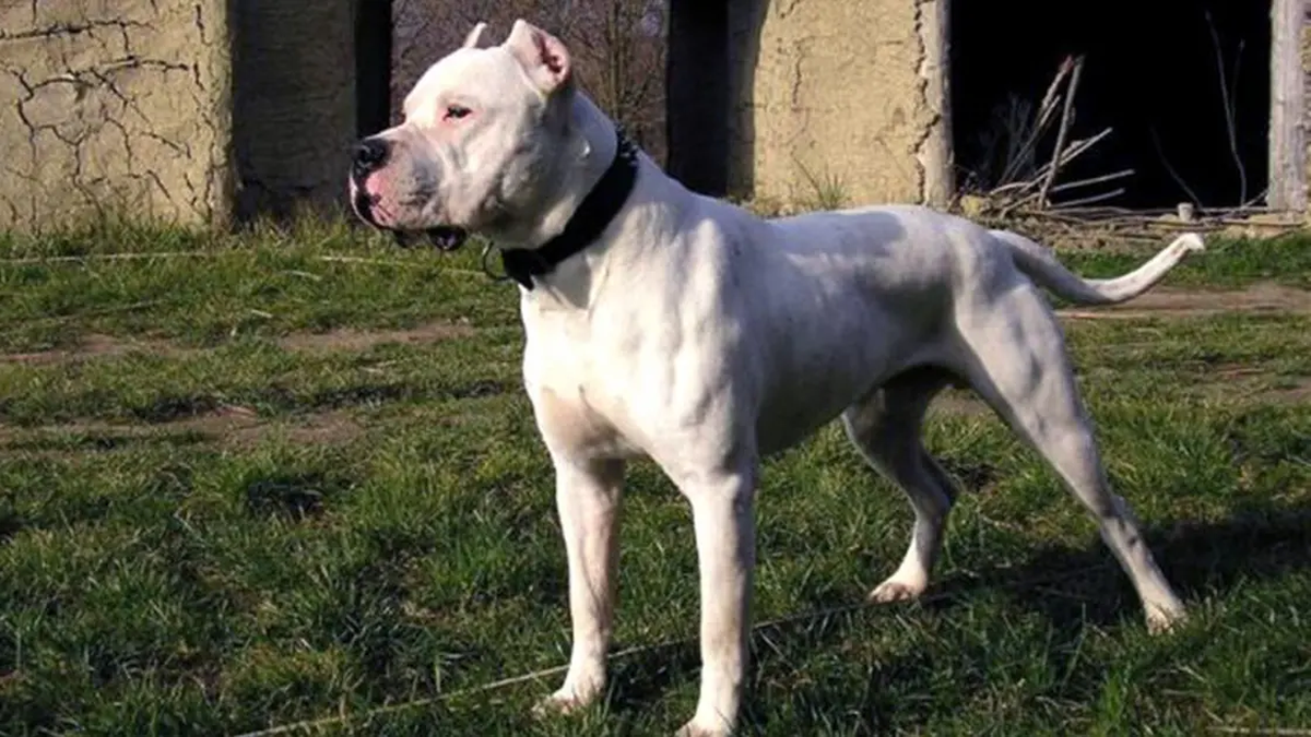 Perros dogos: La responsabilidad es del dueño