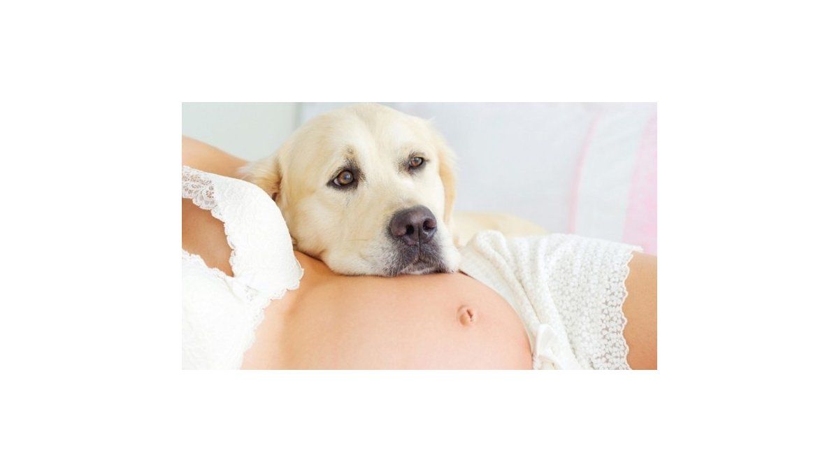 ¿Los perros pueden percibir cuando una mujer está embarazada?