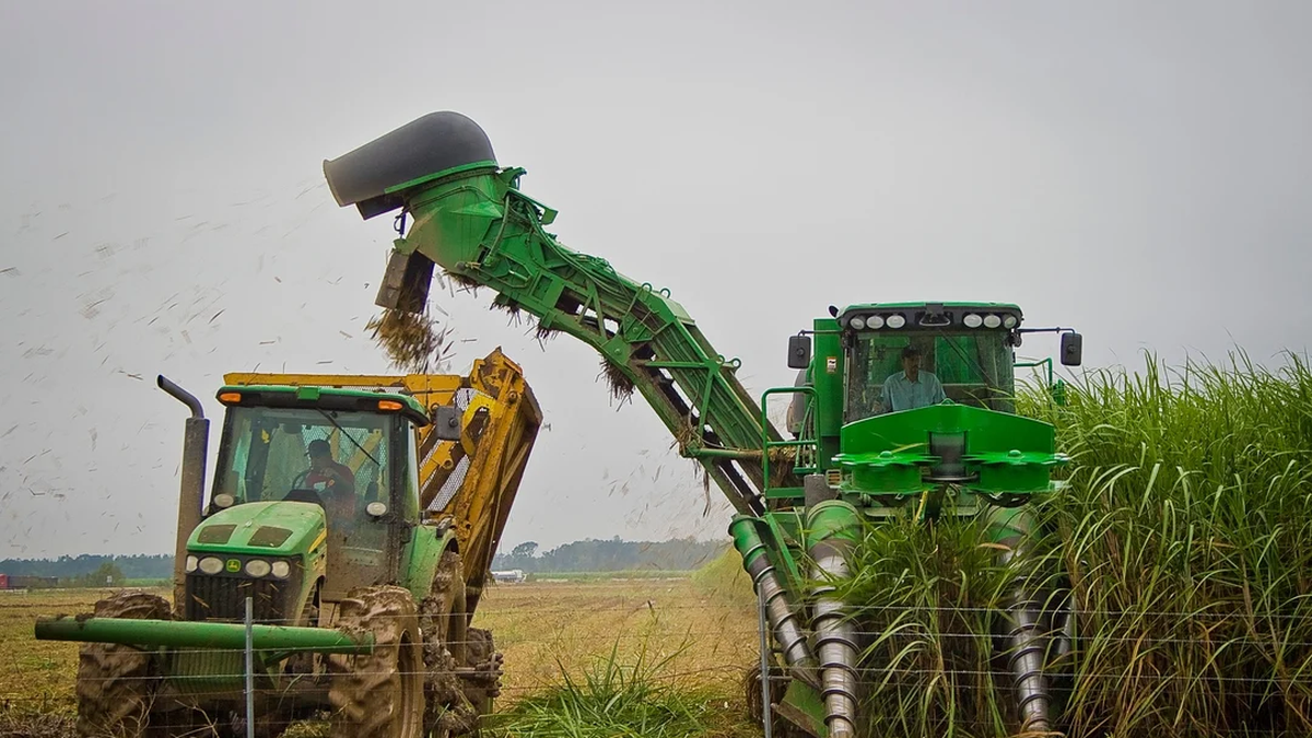 Zafra 2025: la postura de los cañeros sobre los precios