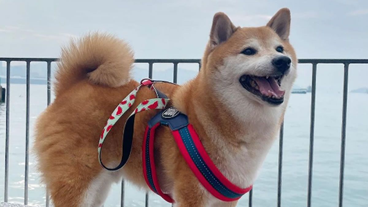 Falleció Balltze, el perro más famoso de internet