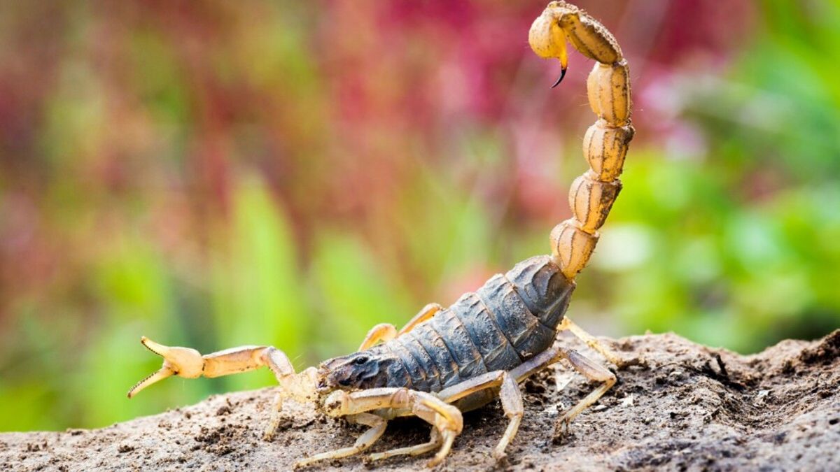 Los alacranes están todo el año pero tienen mayor actividad en el calor