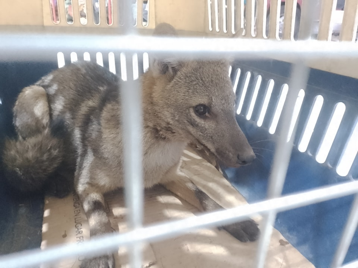 Yerba Buena: encontraron un zorro en Aconquija al 1900