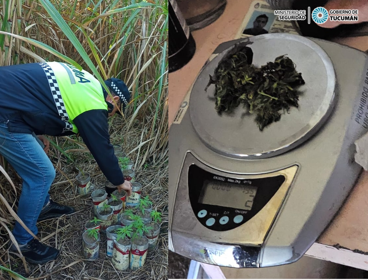 Decomisan semillas, plantines y picadura de marihuana