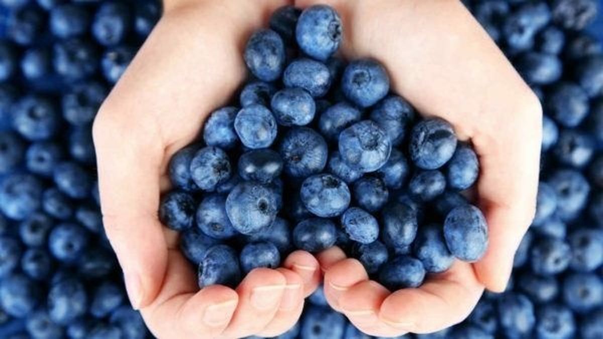Arándano: un pequeño fruto, grandes beneficios